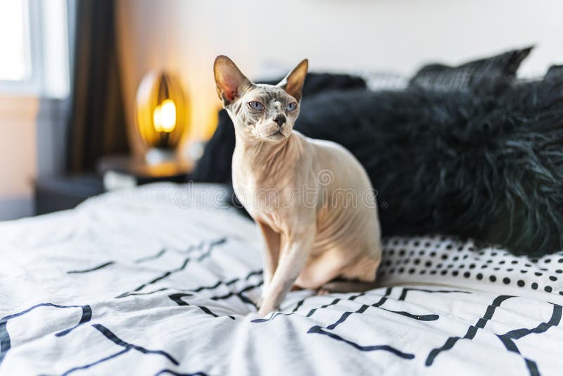 Grey Canadian Mink Point Sphynx Cat on Bedroom Stock Image - Image of ...