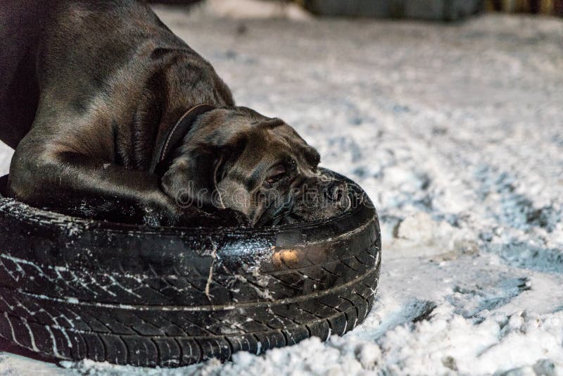 Cane Corso Dog Pulling Tire Stock Image - Image of breed, dangerous ...