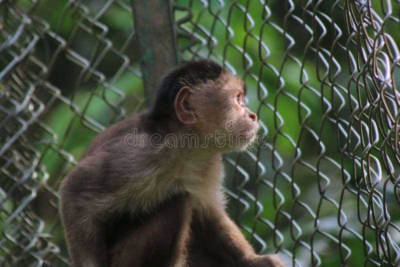 A Grey Capuchin Monkey, Cebus Albifrons Looking Longing in the Distance ...