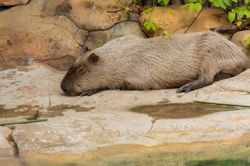 Grey Capybara Standing On A Field Of Green Grass Next To The Water ...