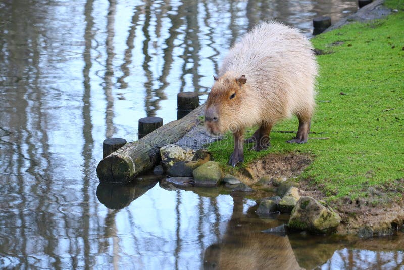 Grey Capybara Standing on a Field of Green Grass Next To the Water ...