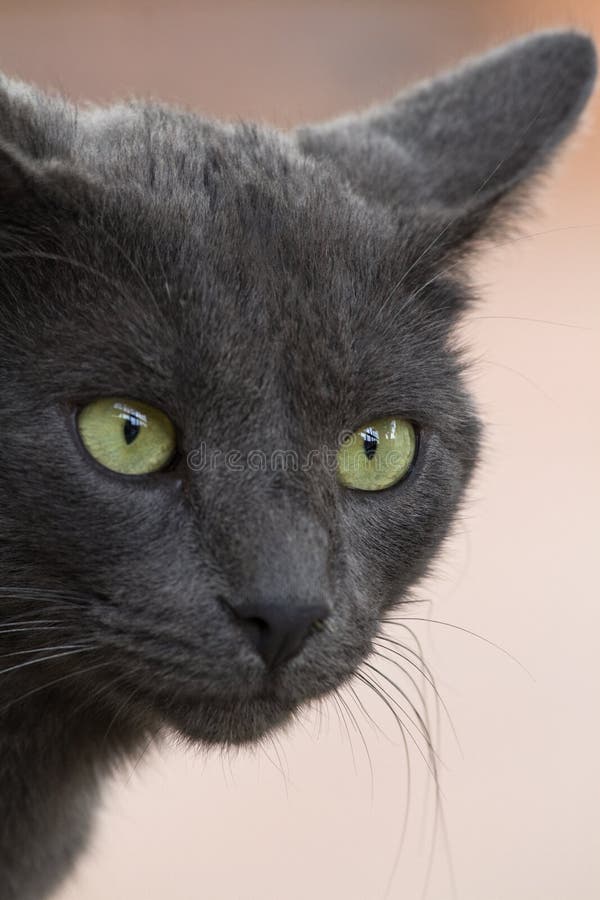 Grey cat stock photo. Image of kittie, grey, furry, carnivore - 14166228