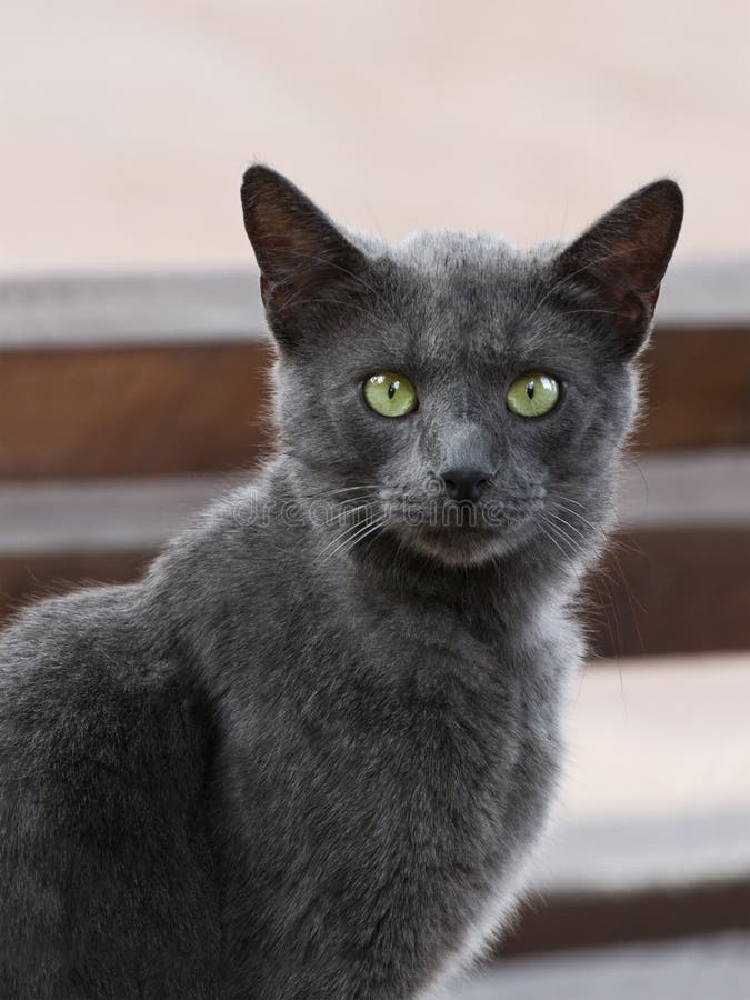 Grey cat stock photo. Image of kittie, grey, furry, carnivore - 14166228