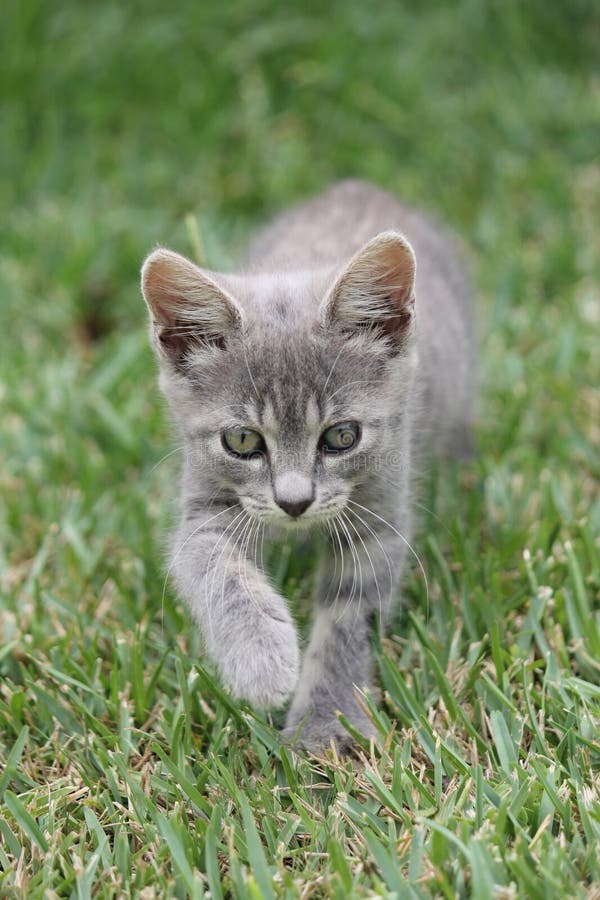 Grey Cat stock image. Image of grey, domestic, housecat - 20190901