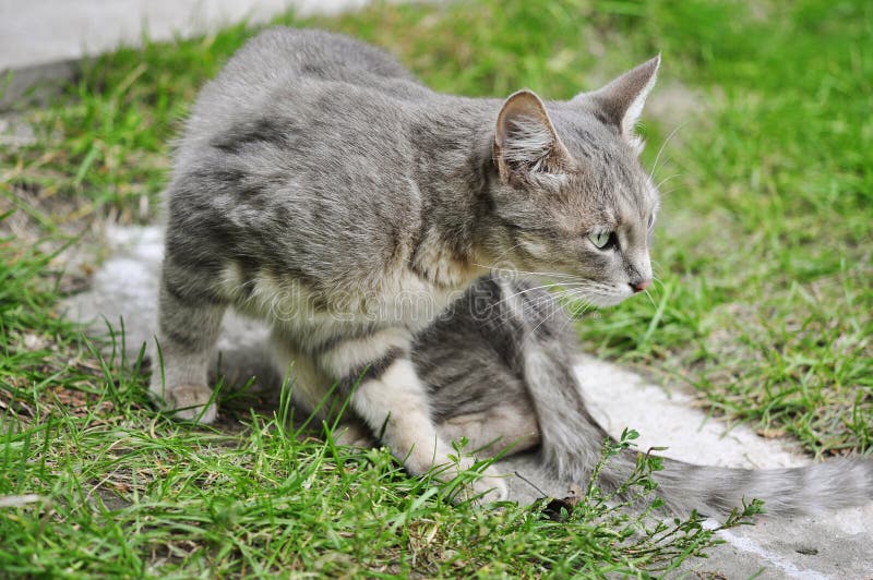 Grey cat stock image. Image of feline, outdoor, look - 27081741