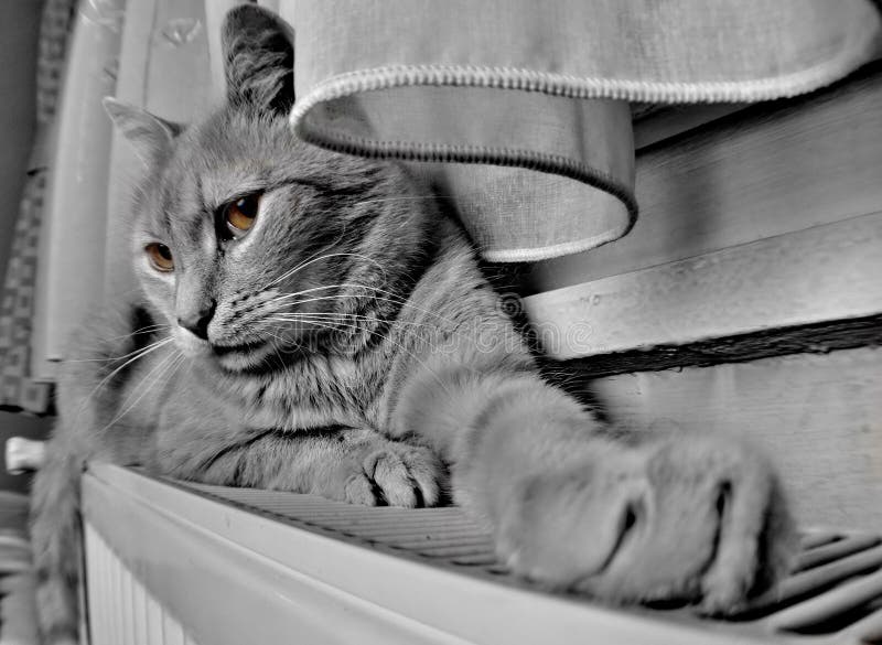 Grey cat stock image. Image of attention, looking, kitty - 29356987