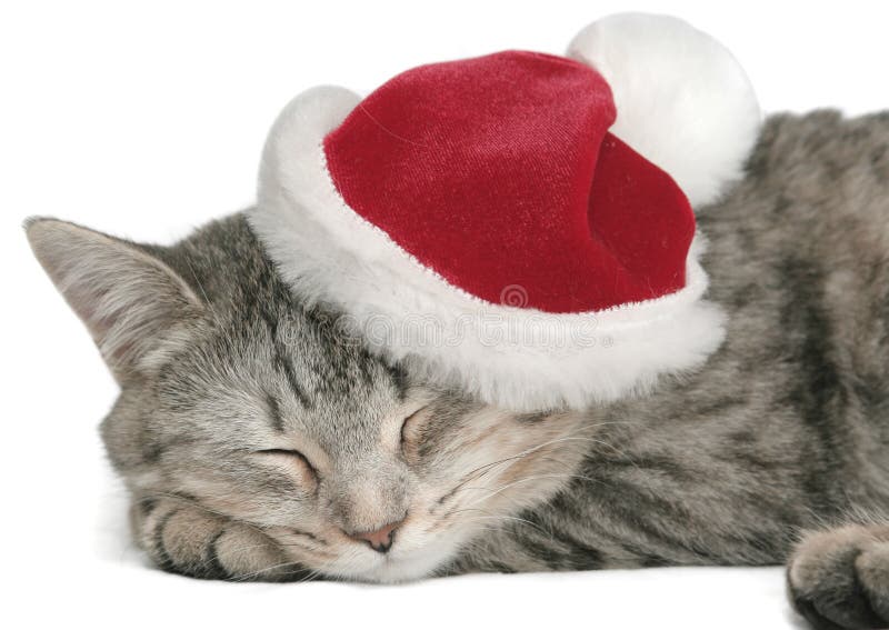 Christmas kitten 3 stock photo. Image of like, gifts, december - 356862