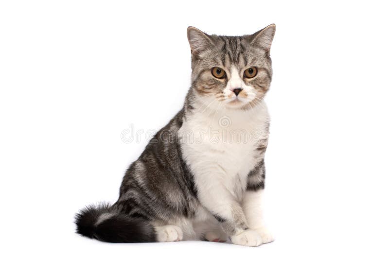 Grey cat stock image. Image of beautiful, mammals, sitting - 5412949