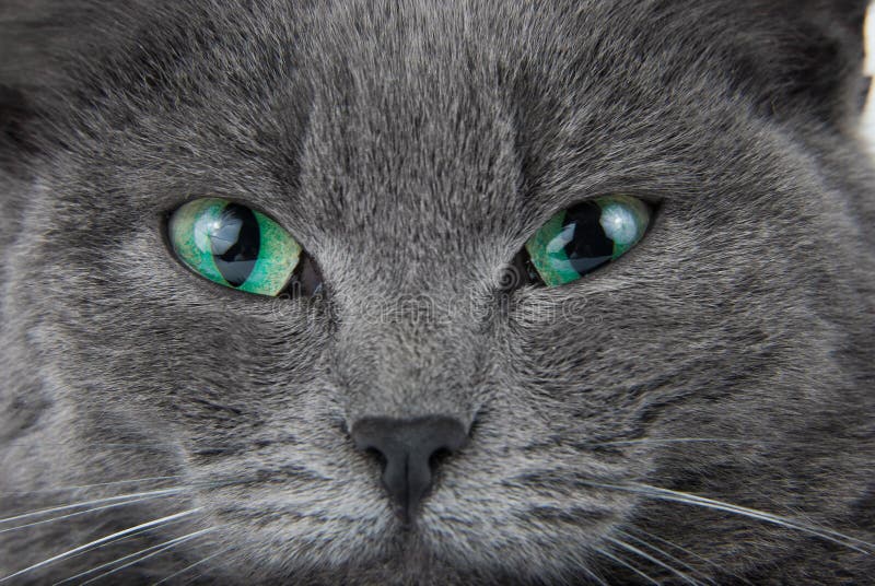 Grey Cat Picture. Image: 8513307