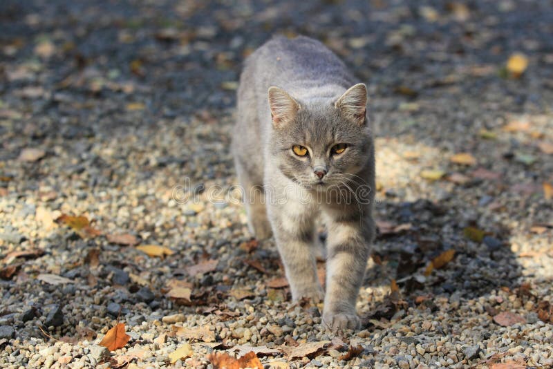 Grey cat stock image. Image of animal, domestic, approaching - 34223345