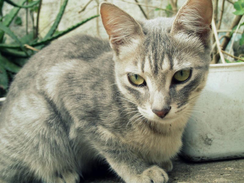 Grey cat stock image. Image of gris, verde, little, hermosa - 93828777