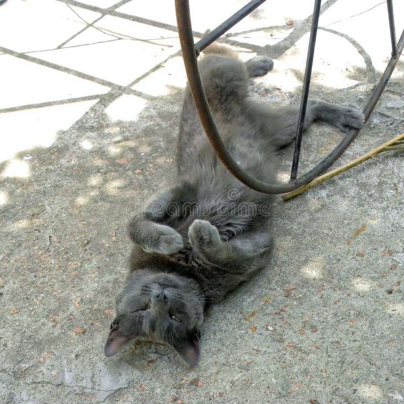 A grey cat belly up stock photo. Image of cats, pussycat - 133315514