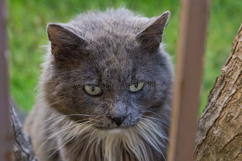 Big Fluffy Grey Cat Stock Images - Download 2,145 Royalty Free Photos