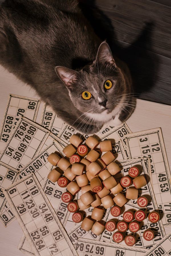 Grey Cat and Bingo. Tabletop Old Lotto Game with Cat Stock Image ...
