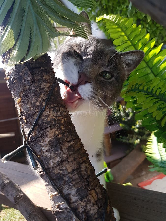 119 Cat Biting Flower Stock Photos - Free & Royalty-Free Stock Photos ...