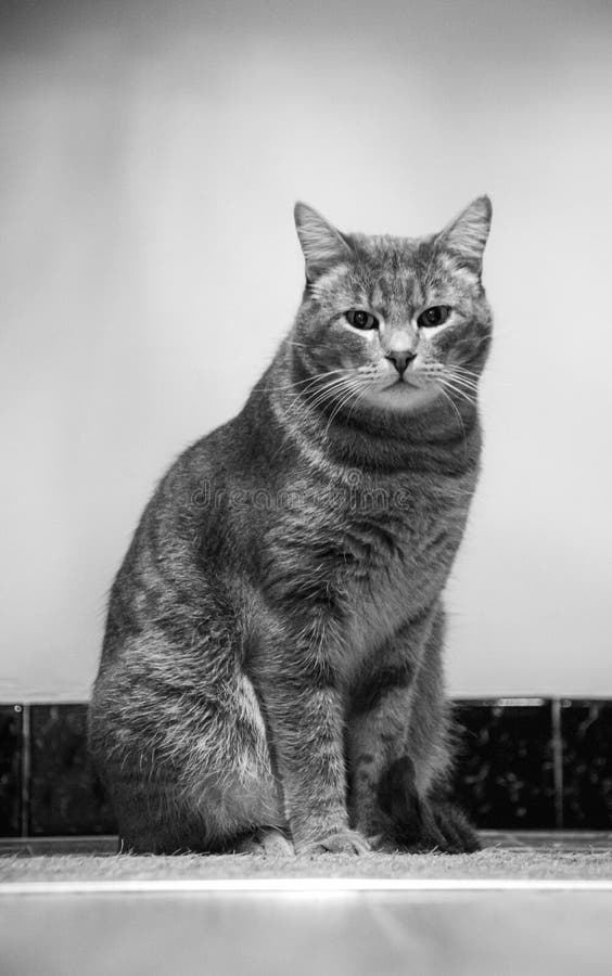 Grey Cat in Black and White Stock Photo - Image of grey, wildcat: 199451066