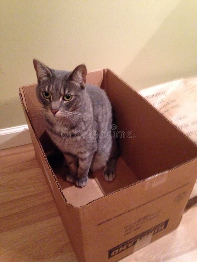 Grey cat in a box stock image. Image of tabby, medium - 68596953