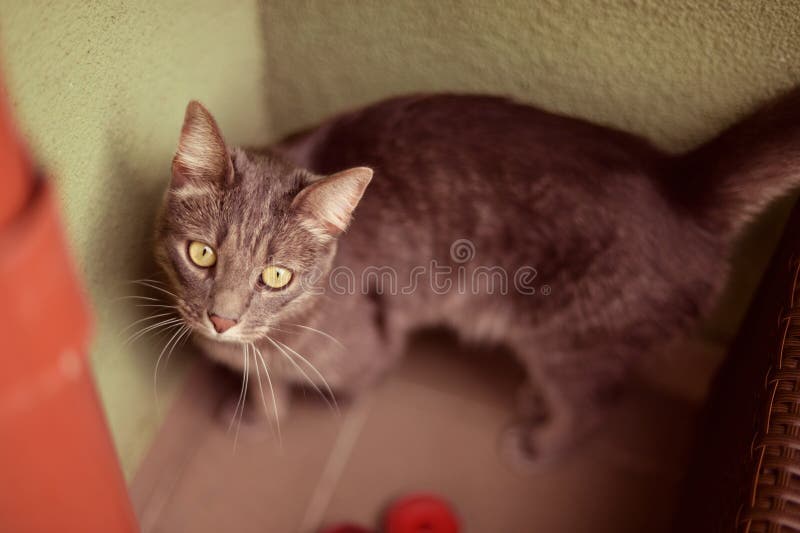 Grey cat stock photo. Image of realistic, isolated, tail - 56931138