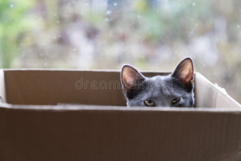 Grey Cat in a Cardboard Box Looking Over the Edge Stock Image - Image ...