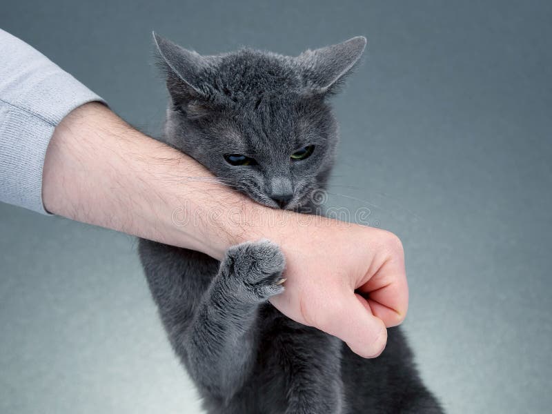 Grey Cat Clasped His Paws a Man`s Hand Stock Photo - Image of grey ...