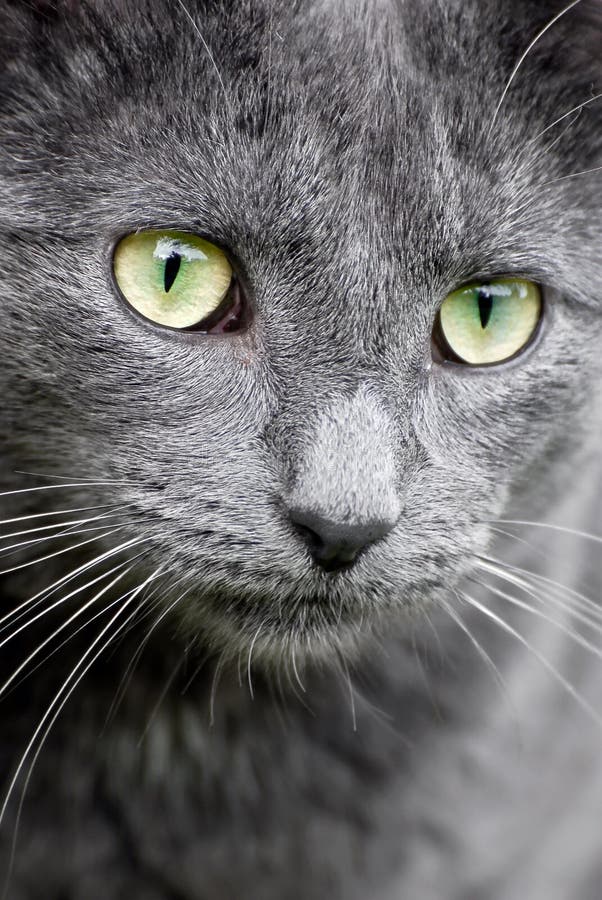 Grey cat close-up stock photo. Image of nozzle, green - 10046302
