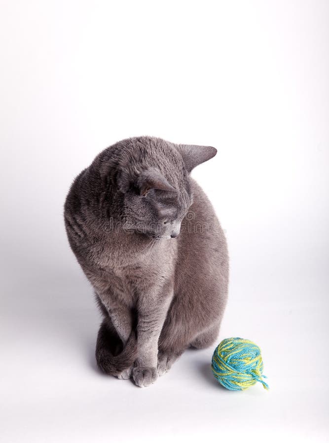 Grey Cat Contemplating a Ball of Wool Stock Image - Image of creature ...