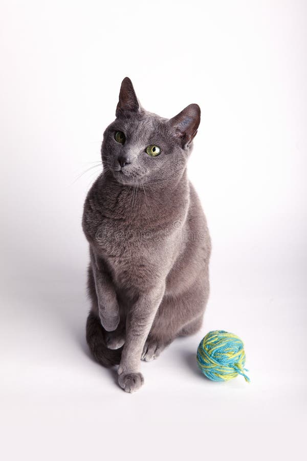 Grey Cat Contemplating a Ball of Wool Stock Photo - Image of animal ...