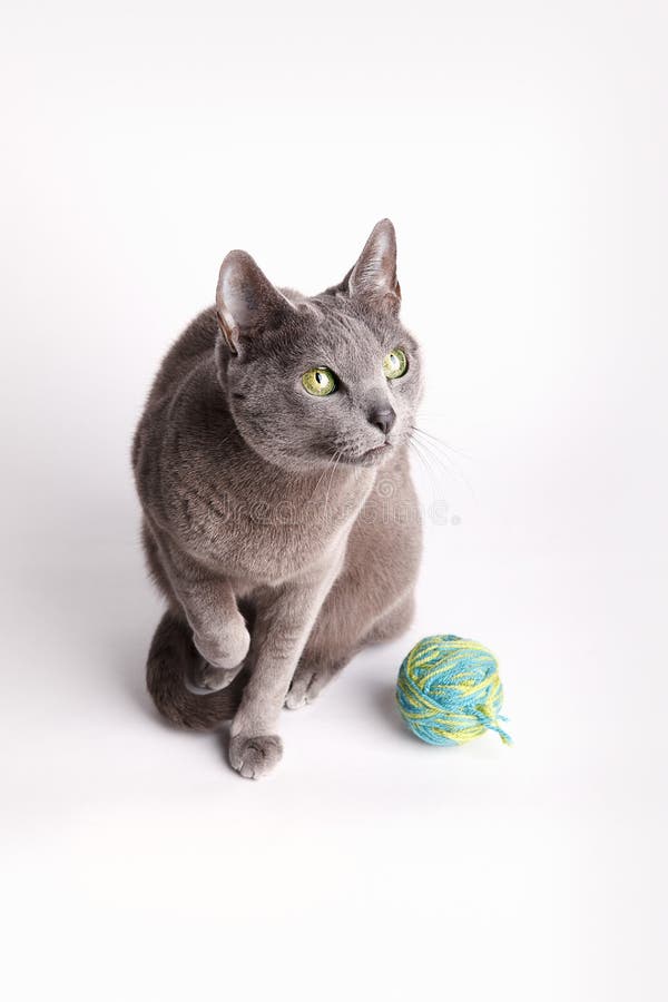 Grey Cat Contemplating a Ball of Wool Stock Image - Image of puss ...