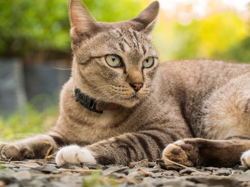 2,084 Crouching Cat Photos - Free & Royalty-Free Stock Photos from ...