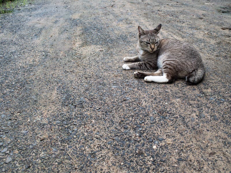Grey Cat Crouching stock image. Image of lovable, coon - 80960141