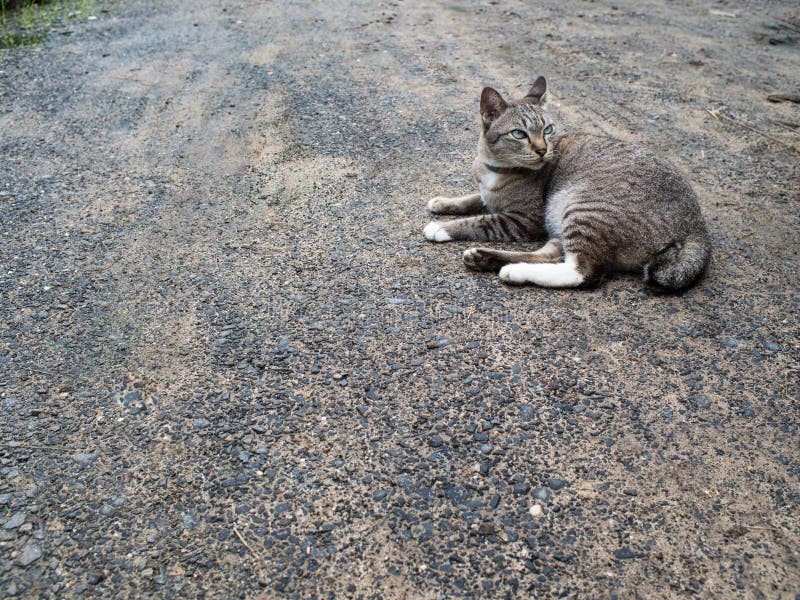 Grey Cat Crouching stock image. Image of coon, relaxed - 80960239