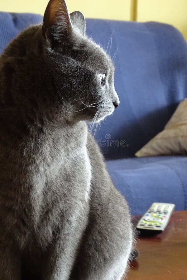 Grey cat in detail stock photo. Image of feline, glance - 84899024