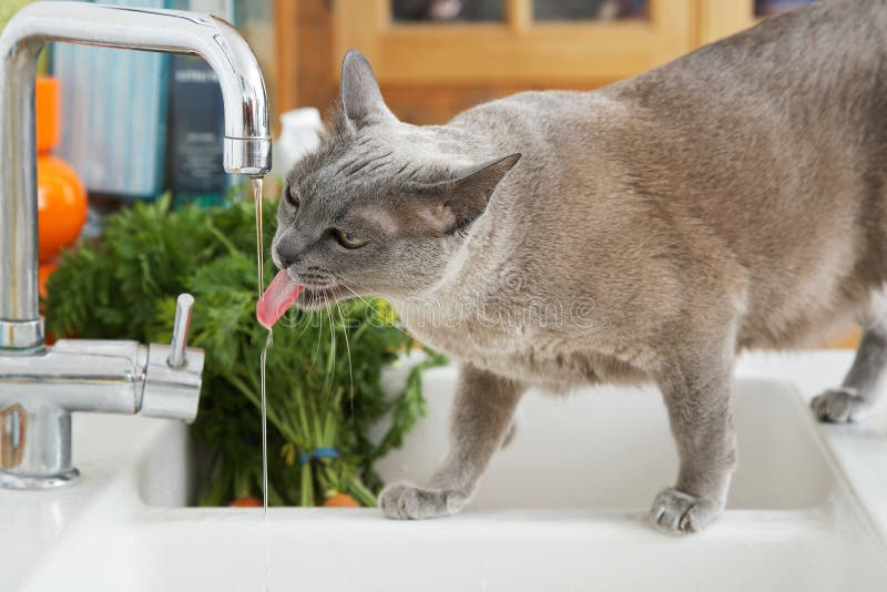 Grey Cat Drinking Water from Tap Stock Photo - Image of eyes, animal ...