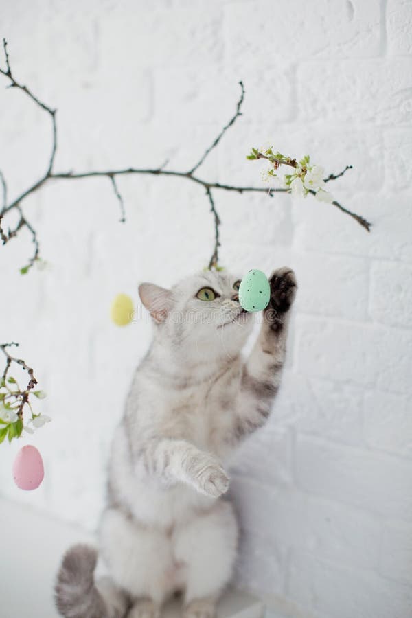 Branches with leaves stock photo. Image of beauty, color - 21275356