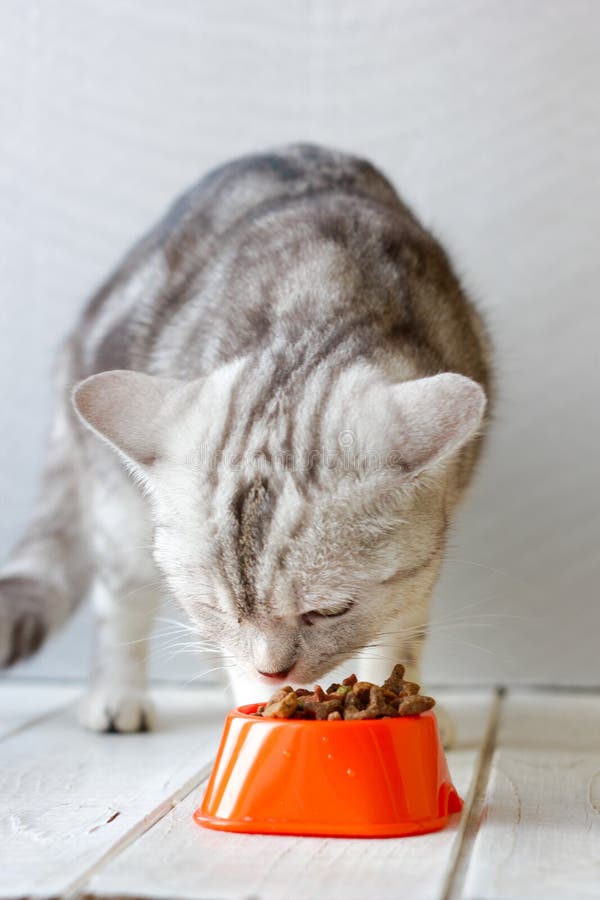 Grey Cat Eating Food from Orange Cat Bowl. Stock Photo - Image of bowl ...