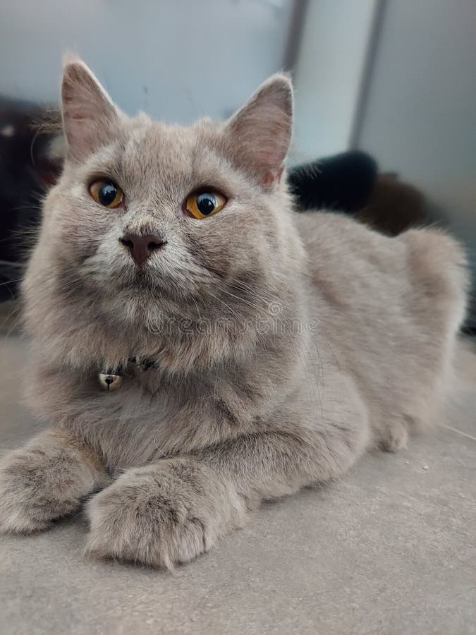 Grey Cat on Face stock image. Image of wildcat, animal - 228216325