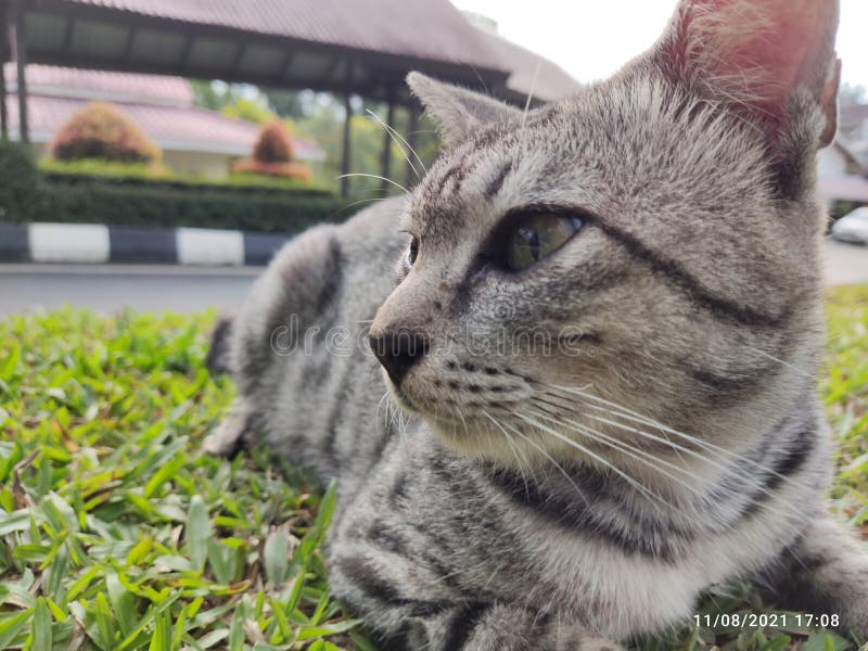 Grey Cat Face stock image. Image of whiskers, animal - 230003471