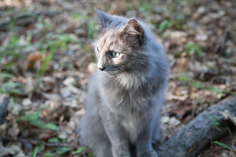 Grey Cat in the Fall Foliage Stock Image - Image of looking, adorable ...