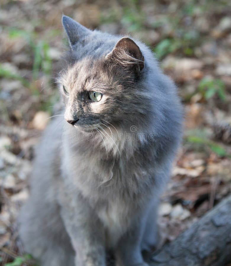 Grey Cat in the Fall Foliage Stock Photo - Image of breed, collar: 34868568