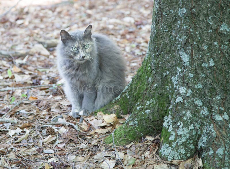 Grey Cat in the Fall Foliage Stock Photo - Image of kitten, nature ...