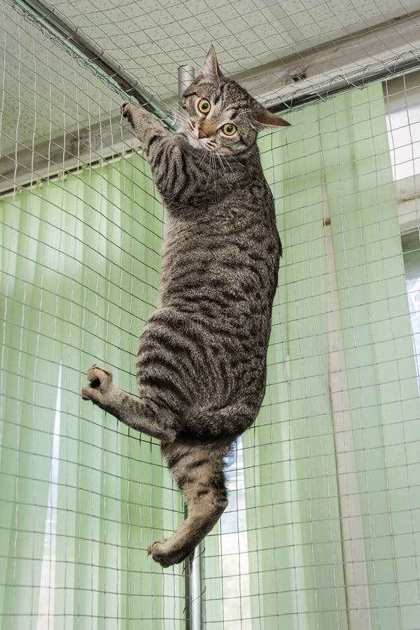 Grey Cat is Hanging on a Net in a Cage Stock Image - Image of ...