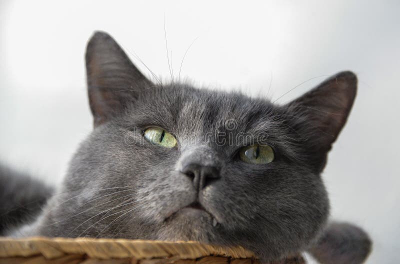 Grey Cat Has a Nap in the Wicker Basket Stock Photo - Image of grey ...