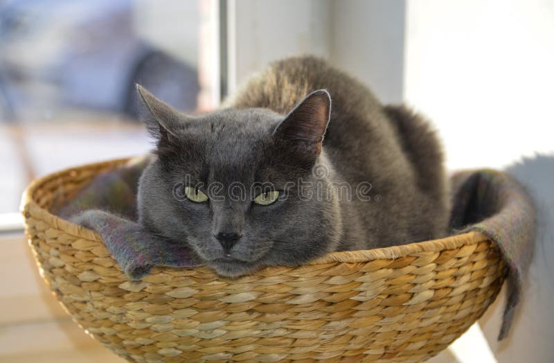 Grey Cat Has a Nap in the Wicker Basket Stock Image - Image of basket ...