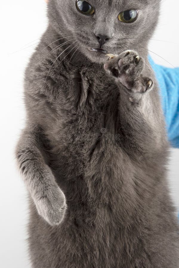 Grey Cat is Held by the Man`s Hand by the Scruff Stock Image - Image of ...