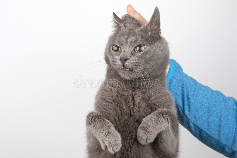 Grey Cat is Held by the Man`s Hand by the Scruff Stock Photo - Image of ...