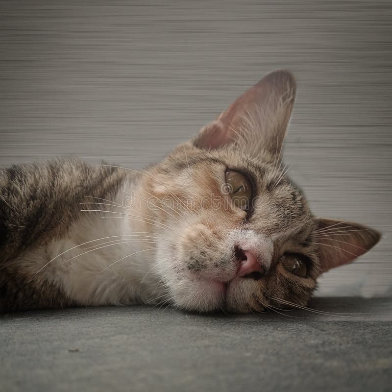 A Grey Cat with Hopeful Eyes Stock Photo - Image of grey, deep: 222260026