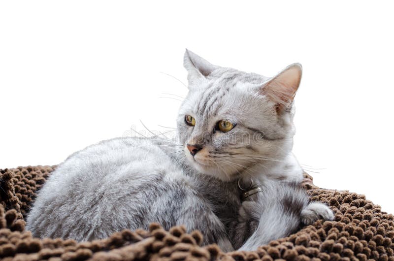 Grey Cat Isolate on White Background Hermosa Imagen de archivo - Imagen ...