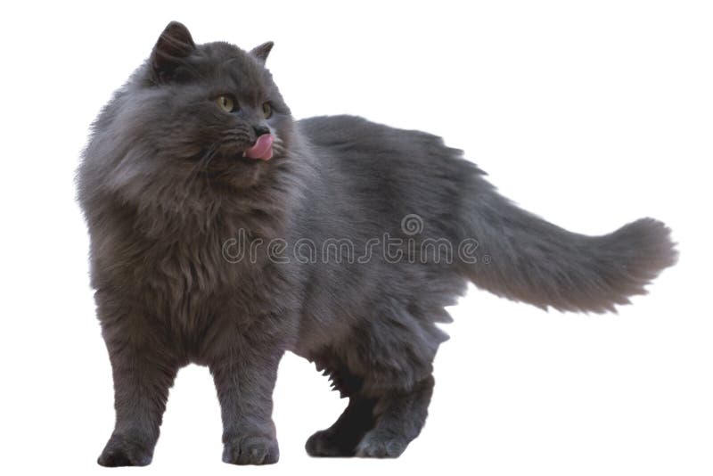 Grey cat isolated on white stock photo. Image of looking - 163537038