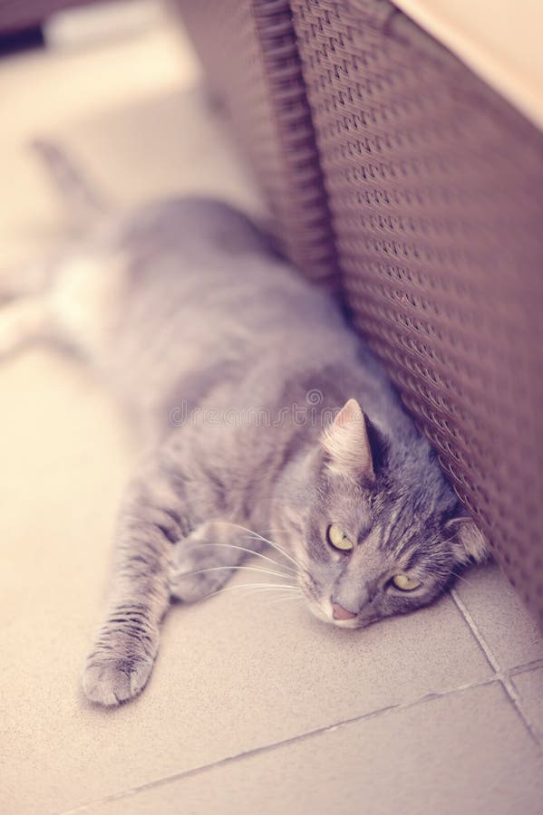 Grey cat stock image. Image of cute, animal, kitty, playful - 52922471