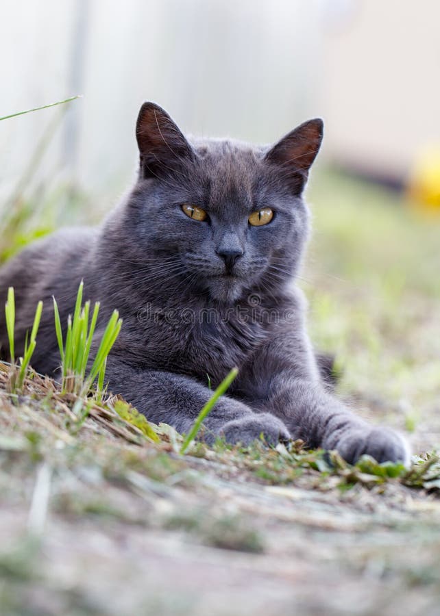A Grey Cat is Laying on the Grass Stock Photo - Image of hair, animal ...